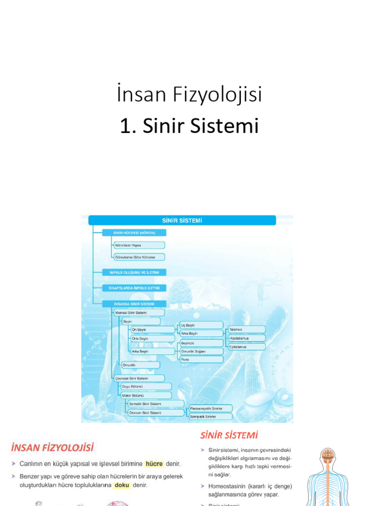 Sinir Sistemi PDF | PDF