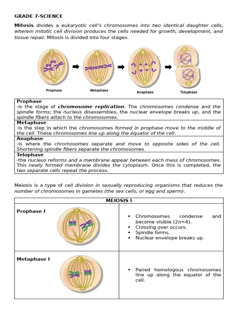 GRADE 7 must print | PDF | Meiosis | Reproduction