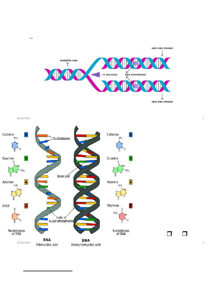 b2603 Dna Replication 24-25 | PDF | Dna Replication | Primer (Molecular ...