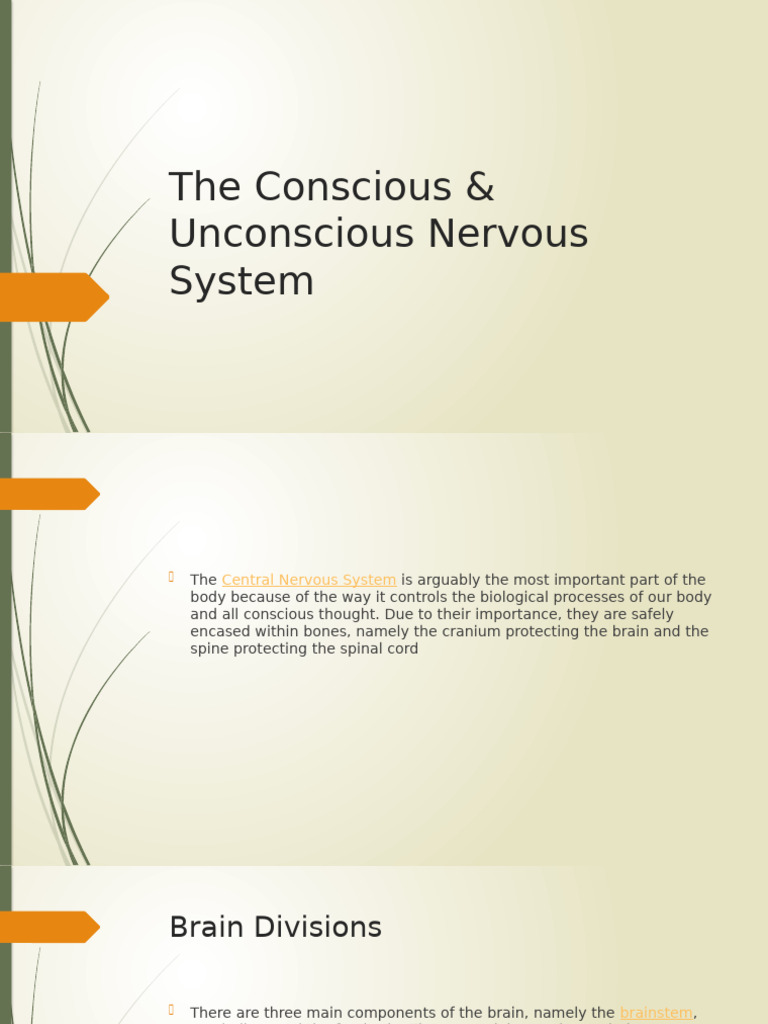 The Conscious & Unconscious Nervous System | PDF | Nervous System ...