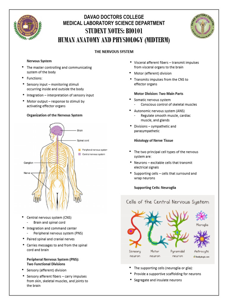 BIO101 Student Notes MIDTERM The Nervous System | PDF | Chemical ...