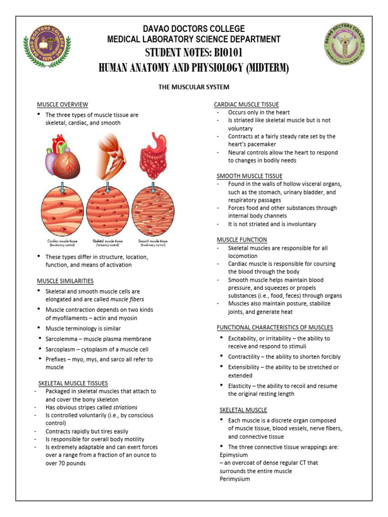 BIO101 Student Notes MIDTERM The Muscular System | PDF | Muscle ...