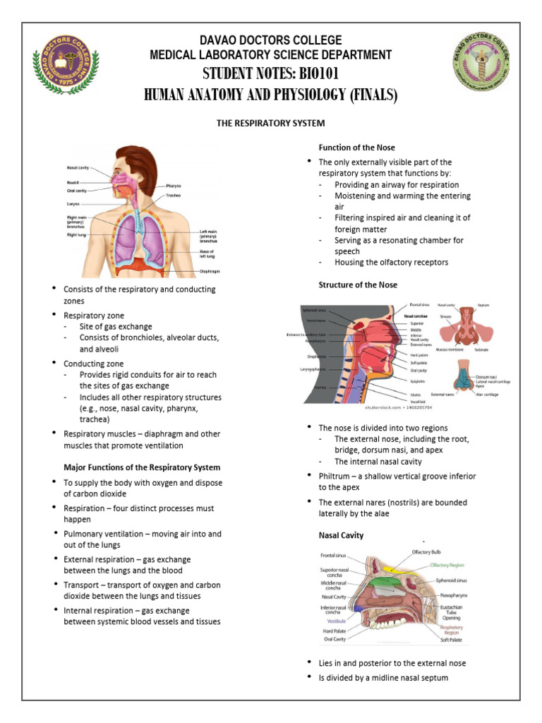 BIO101 Student Notes FINALS The Respiratory System | PDF | Lung ...