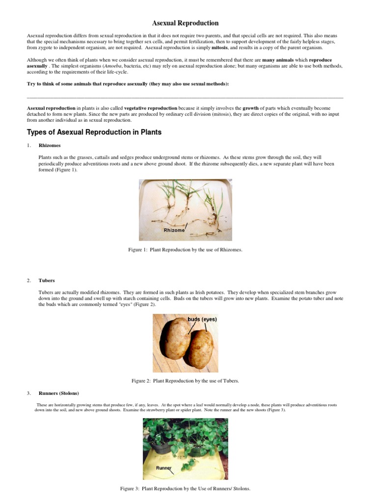 Advantages and Disadvantages of Asexual Reproduction | PDF | Plant ...
