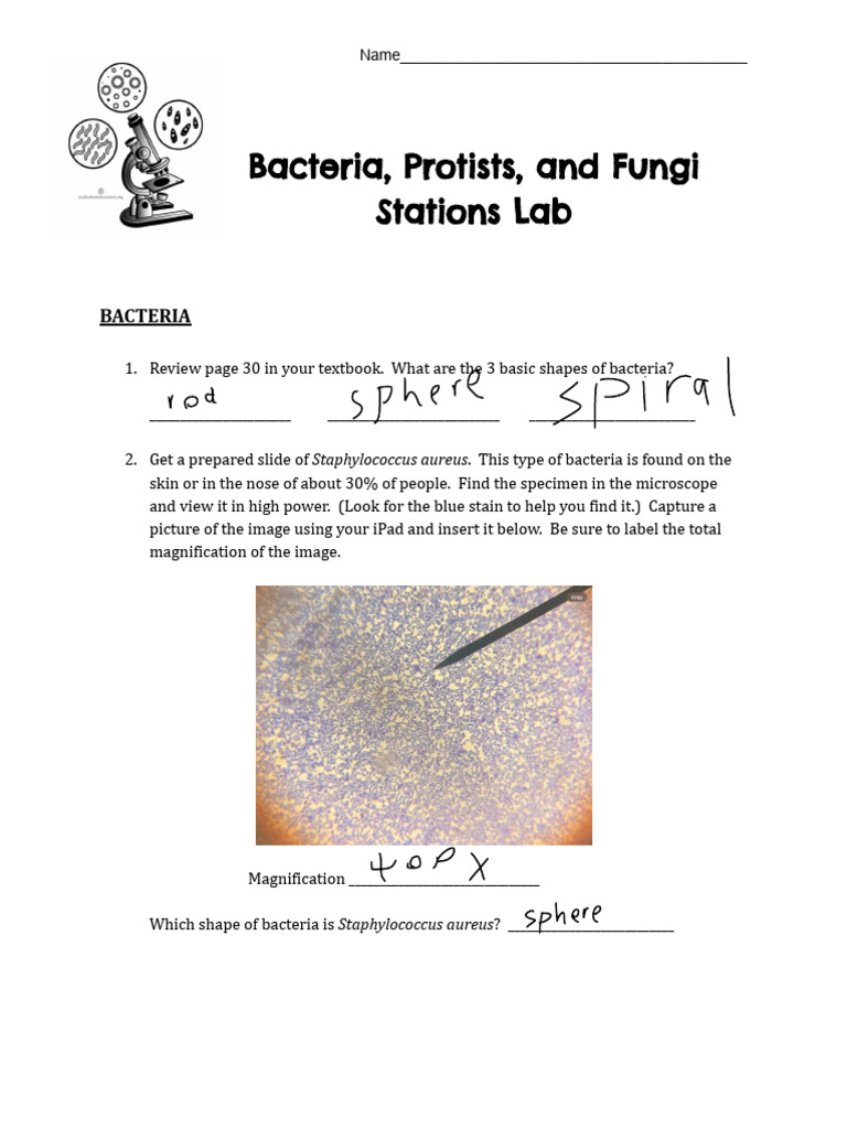 Bacteria, Protists, and Fungi Station Lab | PDF | Mushroom | Yeast