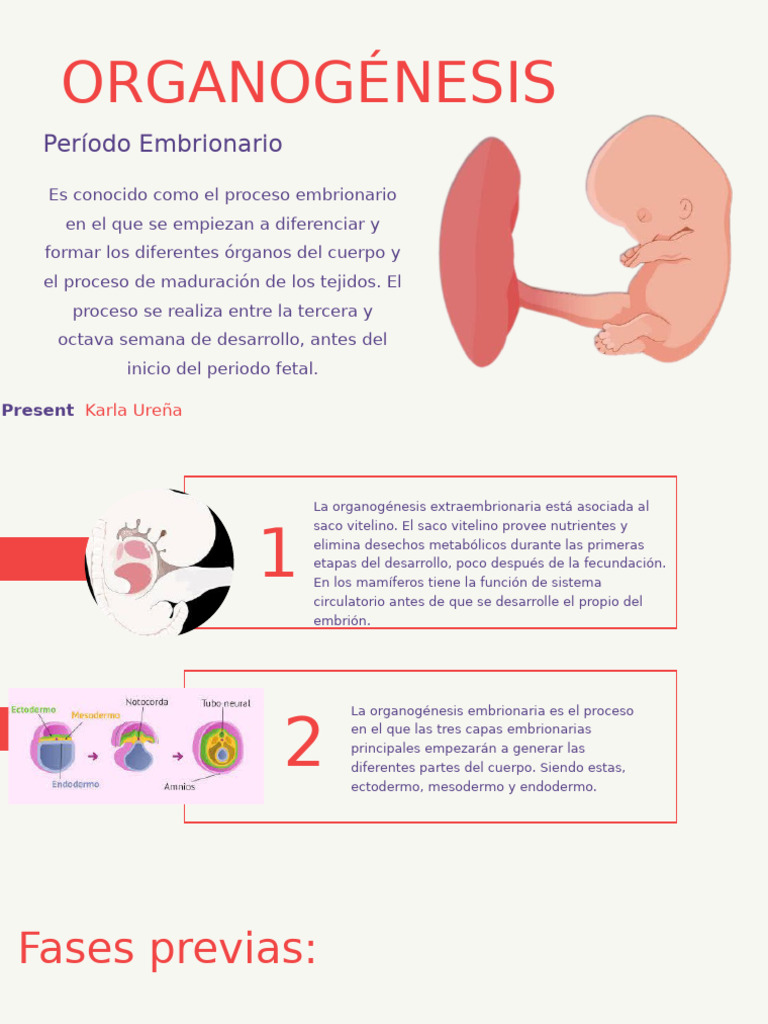 Organogenesis Expo | PDF | Embrión | Ciencias de la vida