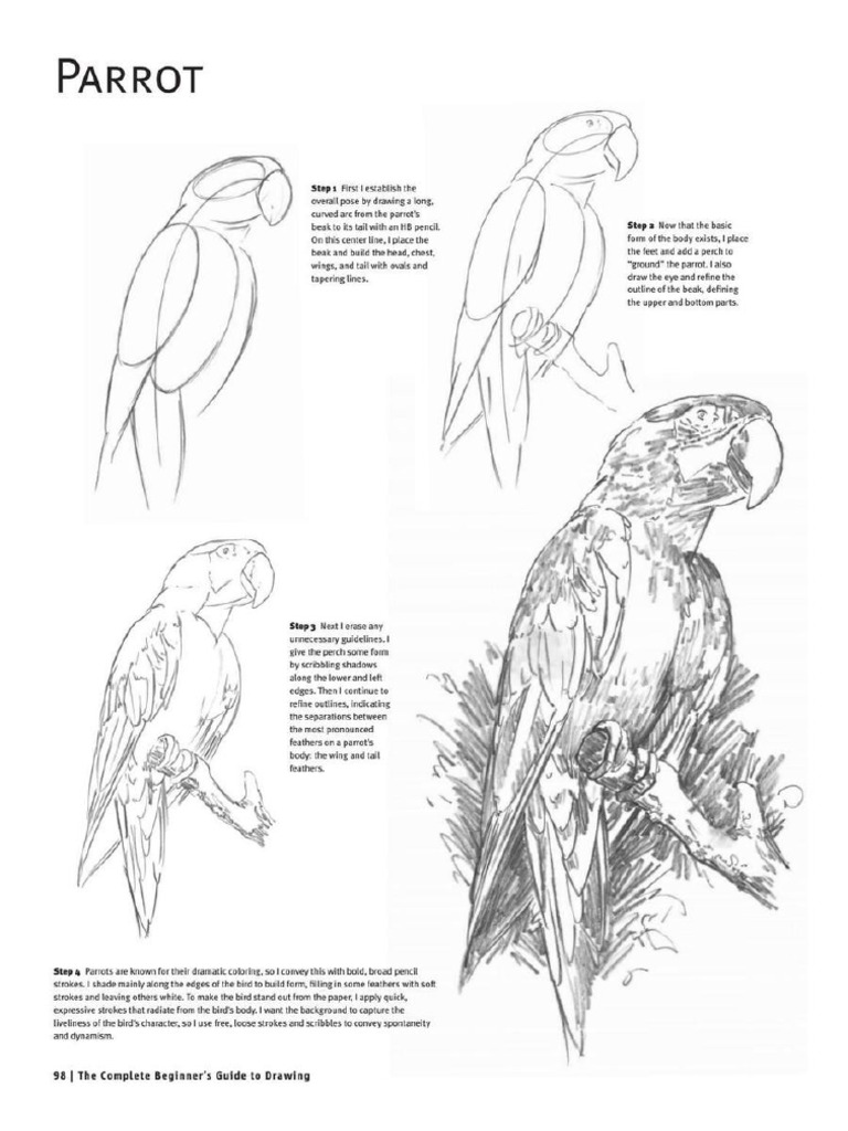 Walter Foster The Complete Beginners Guide To Drawing 2015 PDF Free | PDF