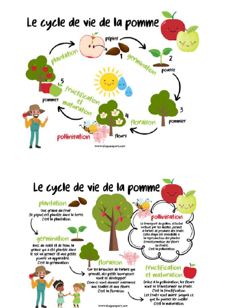 cycle de vie pomme | PDF