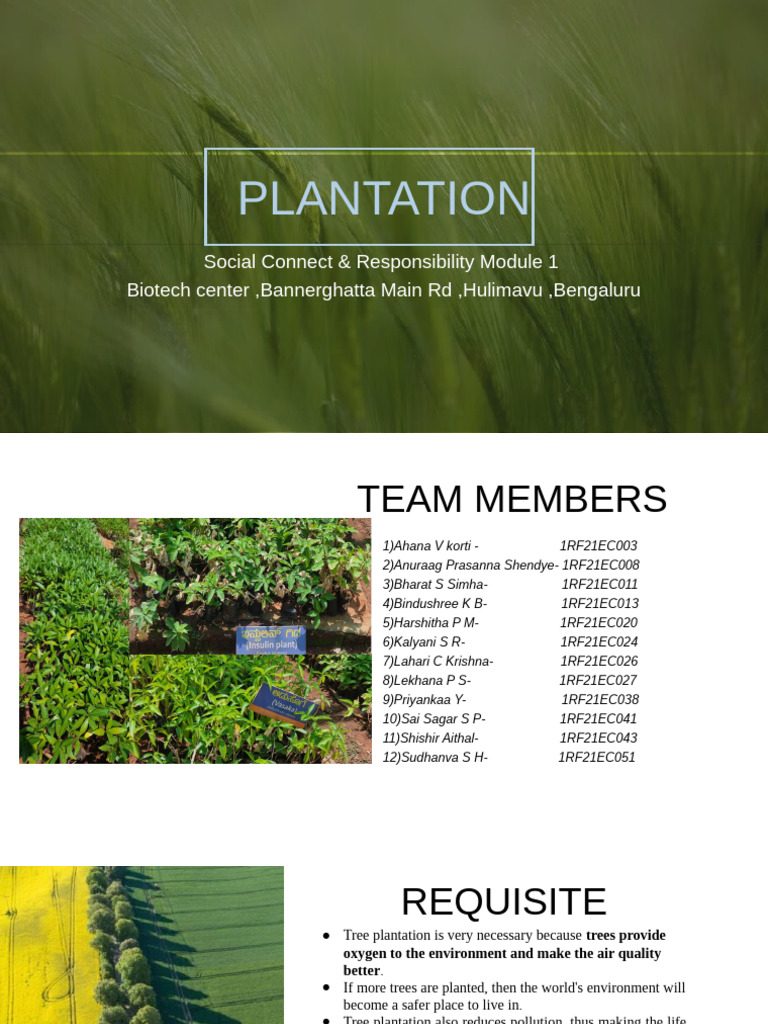 Plantation | PDF
