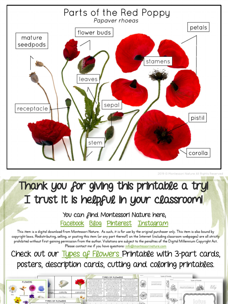 Parts of the Red Poppy Montessori Nature Freebie | PDF