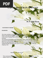 Sponge Body Plans: Asconoid Explained | PDF | Sponge | Cell Biology