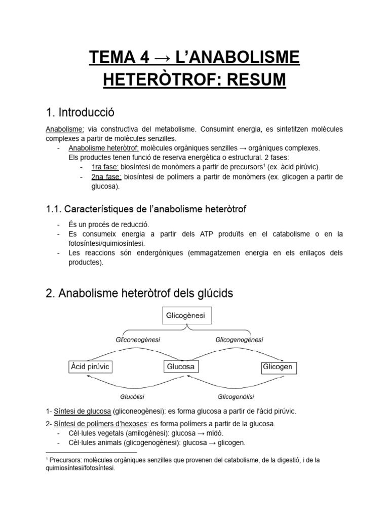 TEMA 4 → L’ANABOLISME HETERÒTROF_ RESUM | PDF