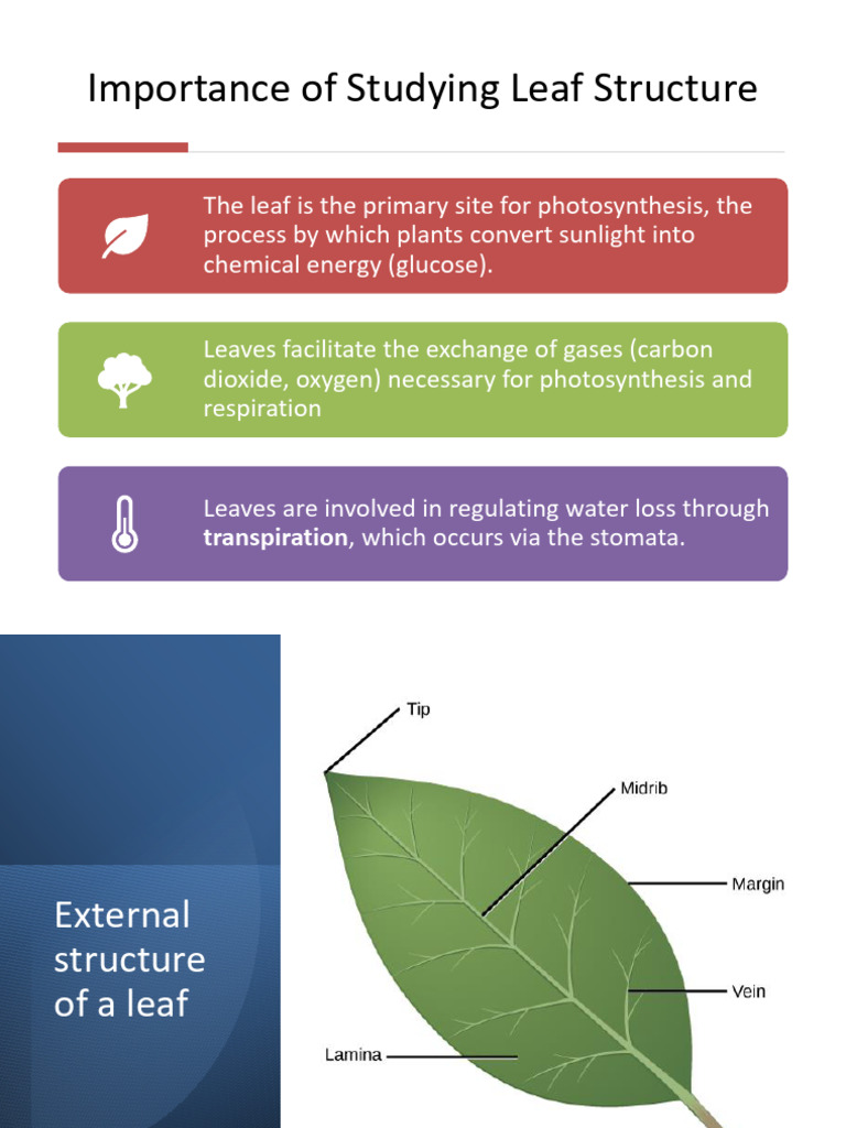 Leaf structure | PDF