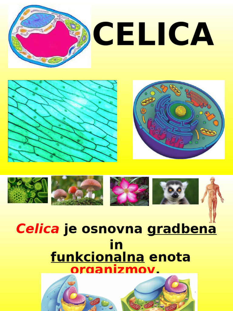CELICA_pp | PDF