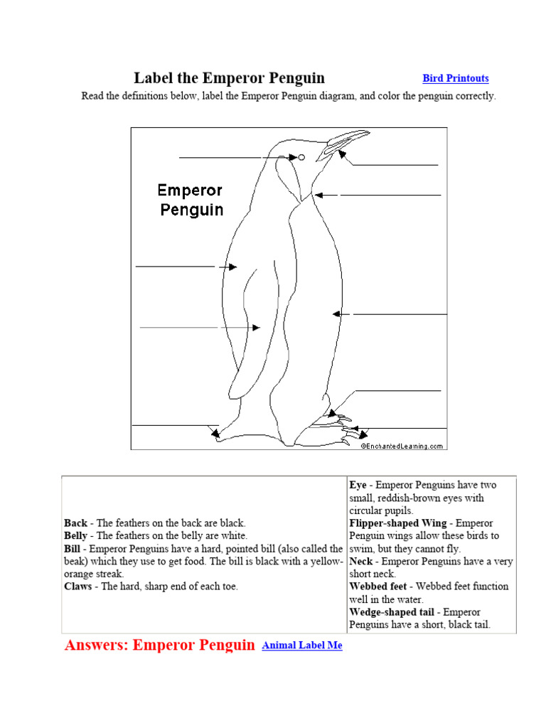 Diagram Of Penguin Body Parts Emperor Penguins Vector Art PNG Images