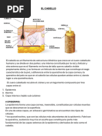 Anatomía y Estructura del Cabello | PDF | Pelo | Sistema tegumentario