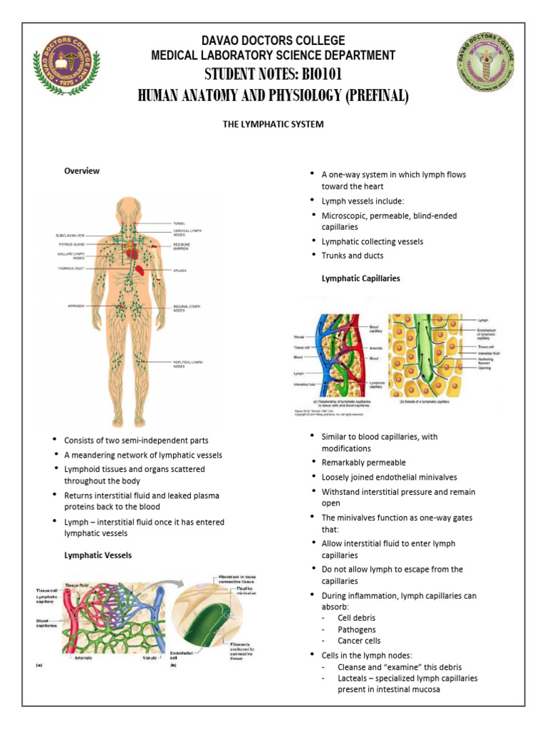 Lymphatic System Overview and Functions | PDF | Lymphatic System ...