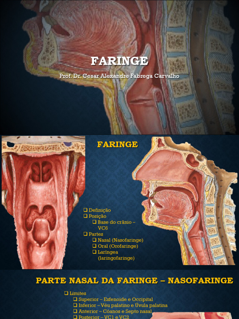 Slides Aula 9 Faringe | PDF | Sistema digestivo | Garganta humana