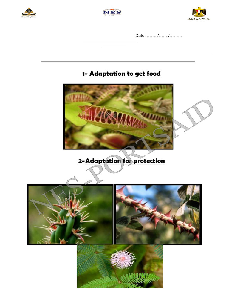 G2 - Unit 2 - Lesson 4 | PDF | Plants | Foods