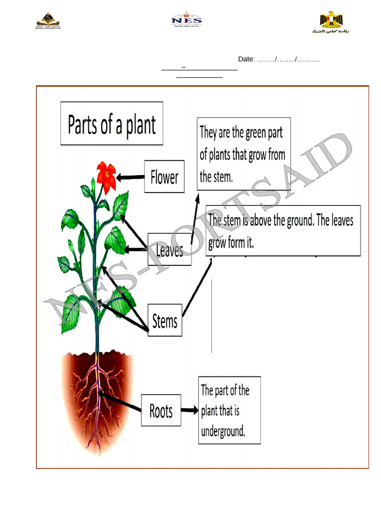 Plant Parts Study Guide for Grade 2 | PDF