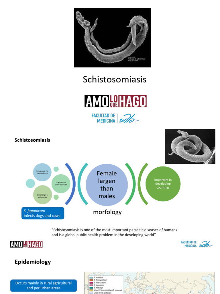 Week 9 Schistosomiasis | PDF | Gastroenterology | Medicine