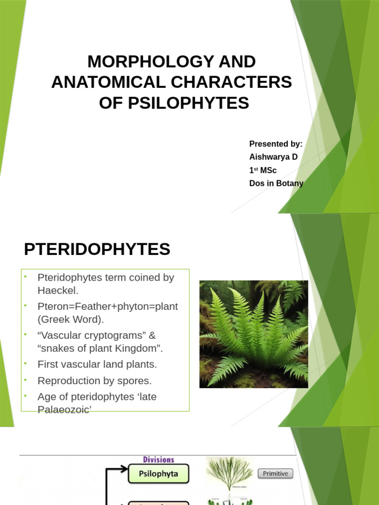 Morphology and Anatomical Characters of Psilophytes | PDF | Fern ...