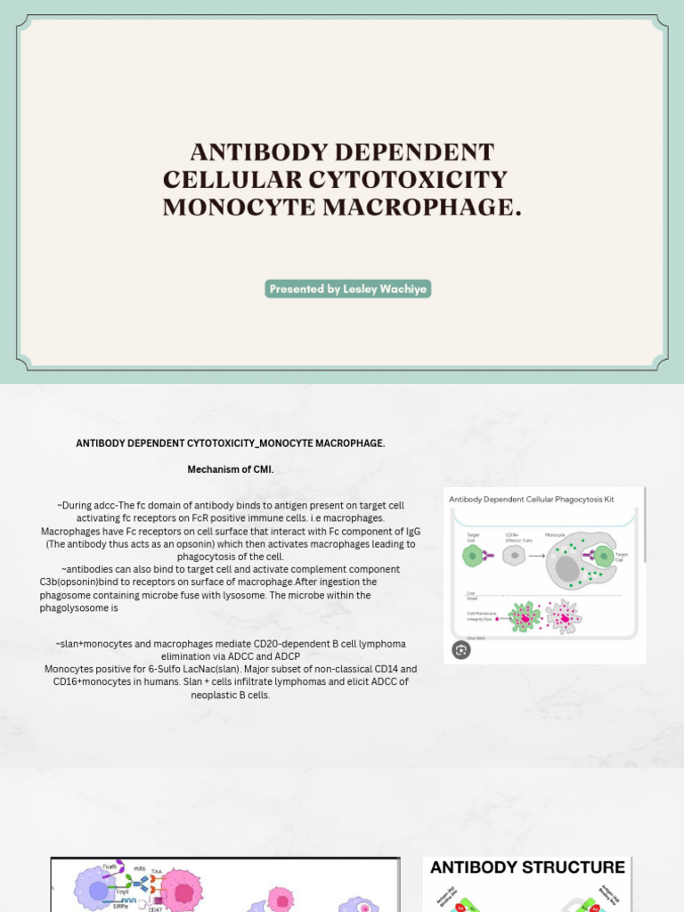 ADCC Monocyte Macrophage | PDF