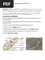 Microscopy Euglena | PDF