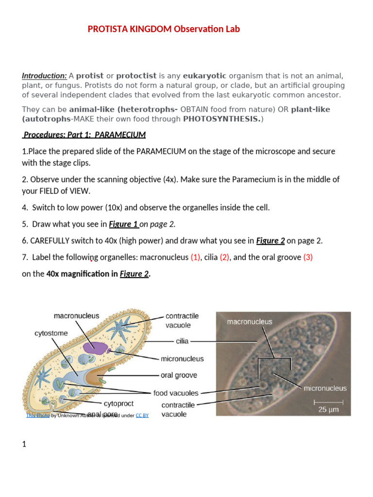 Protista Observation Lab Modifies 2024 | PDF