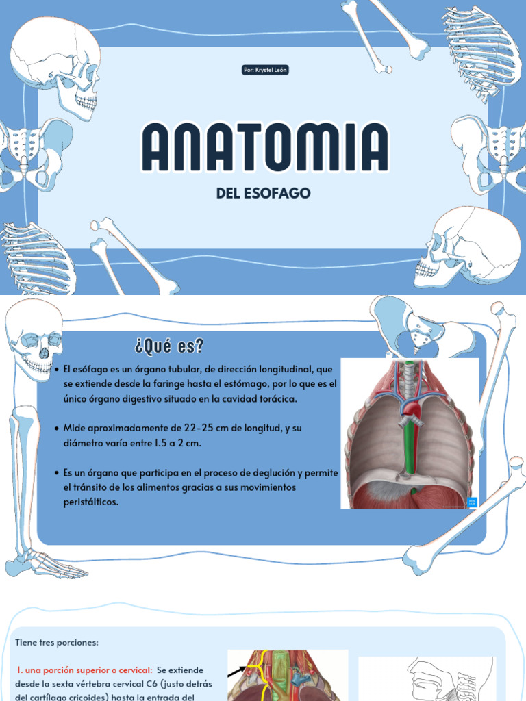 Anatomia Del Esofago | PDF | Esófago | Estómago