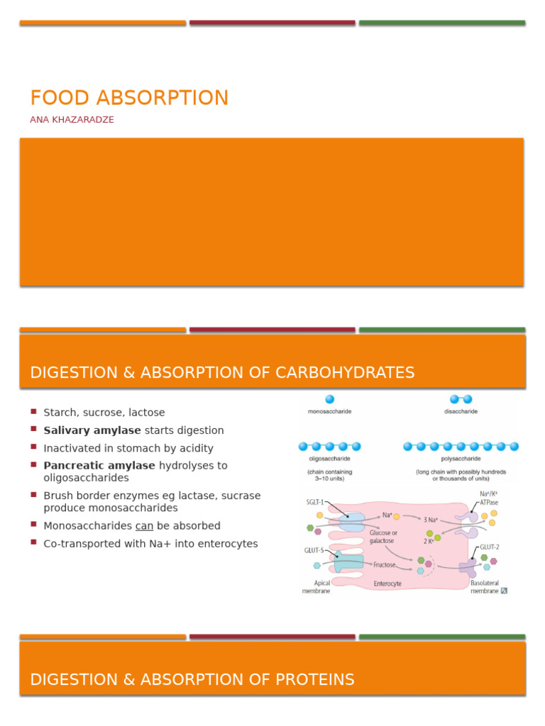 Food Absorption | PDF