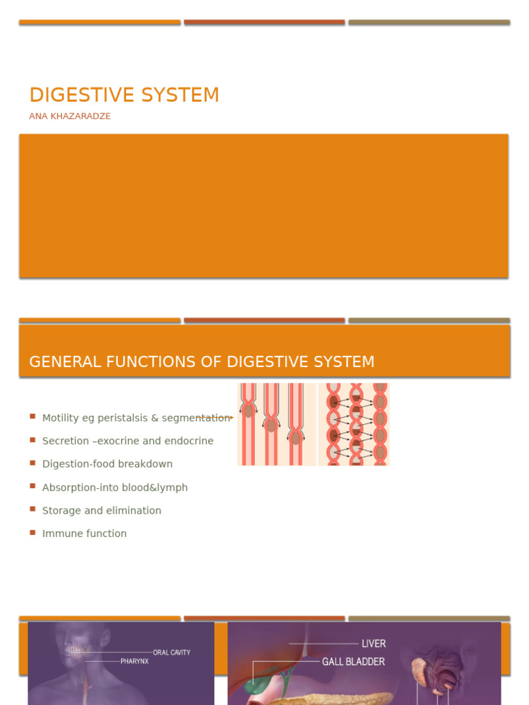 Digestive System | PDF