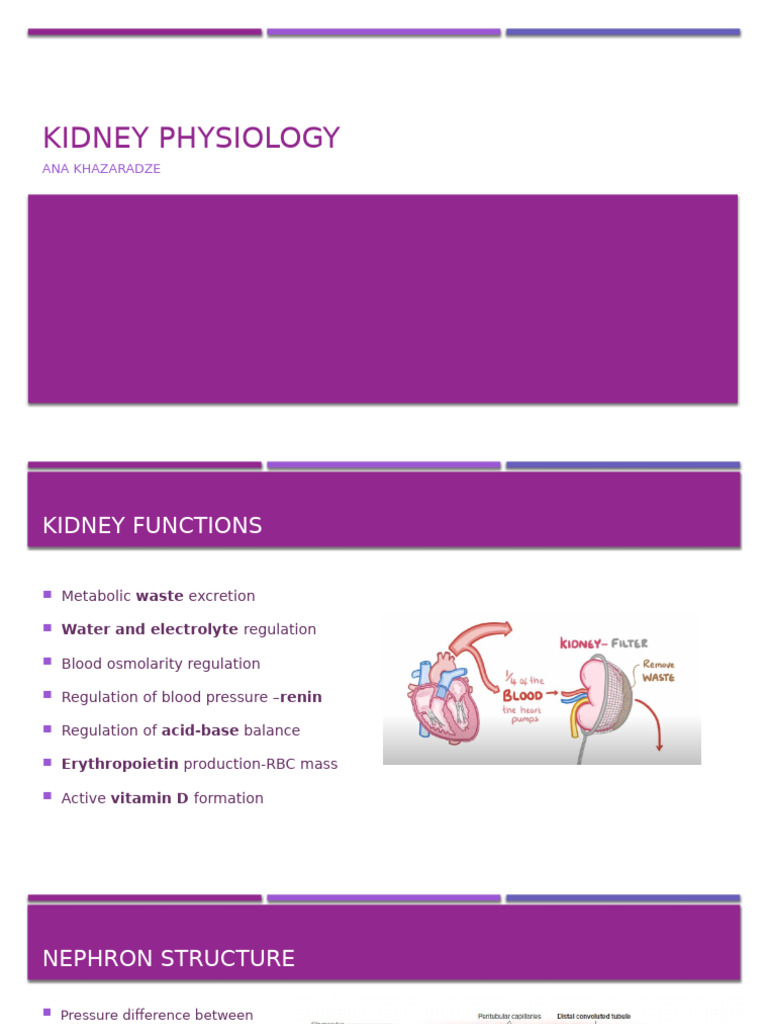Kidney physiology | PDF | Organ (Anatomy) | Kidney