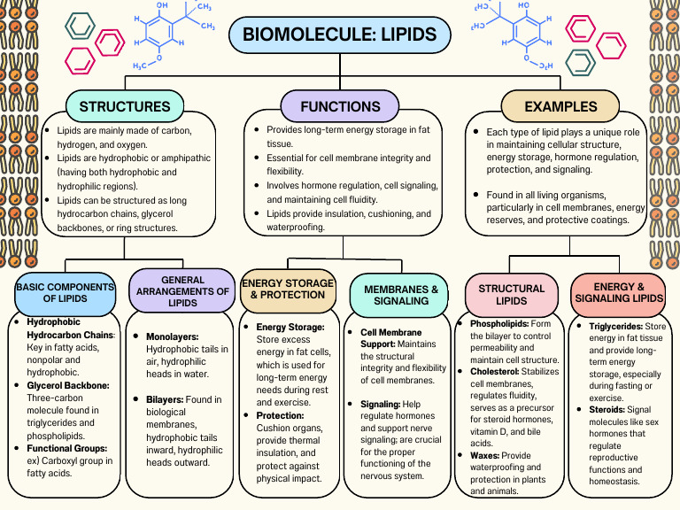Understanding Lipids: Structure and Functions | PDF | Lipid | Cell Membrane