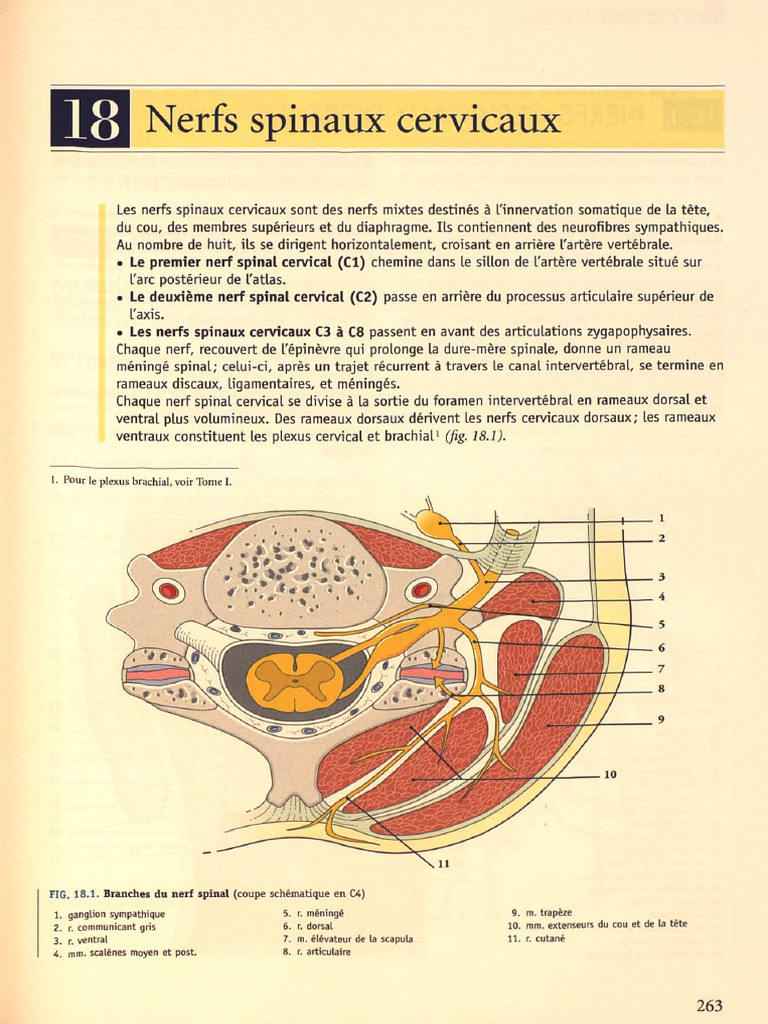 Nerfs Spinaux Cervicaux - Viscère Développement de L - Appareil ...
