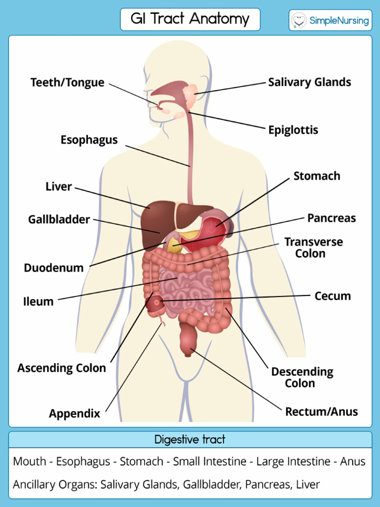 GI Tract | PDF
