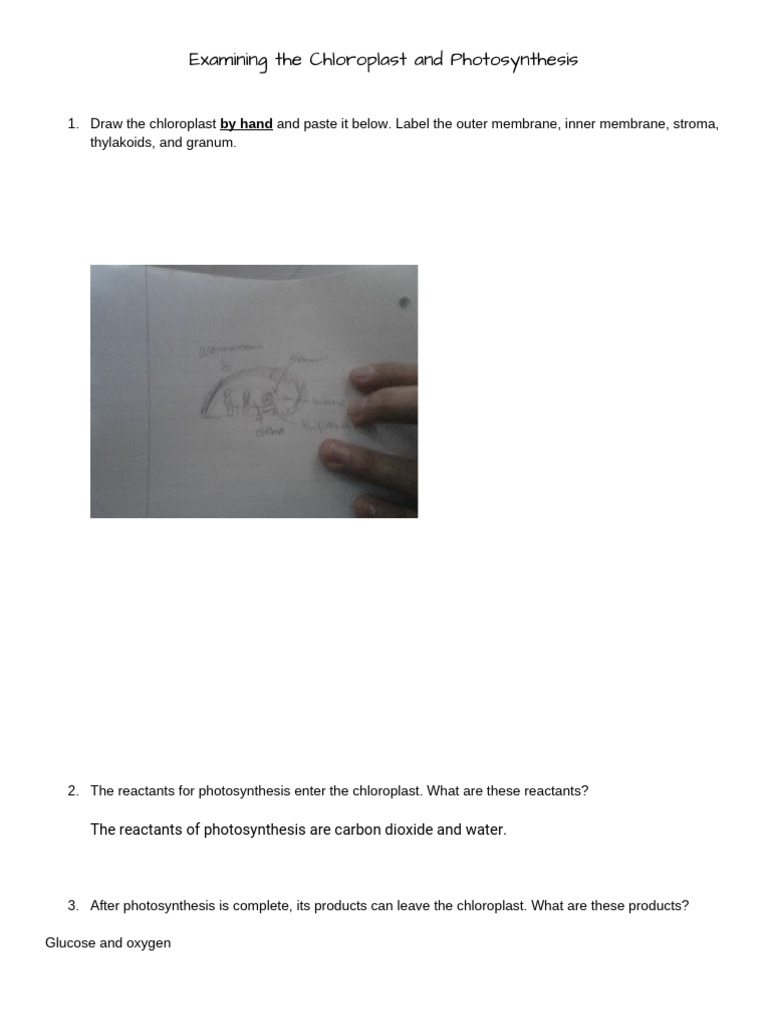 Examining The Chloroplast and Photosynthesis | PDF