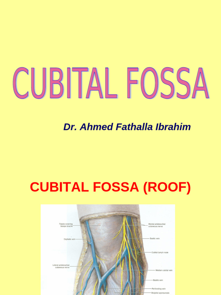 Anatomy of the Cubital Fossa | PDF