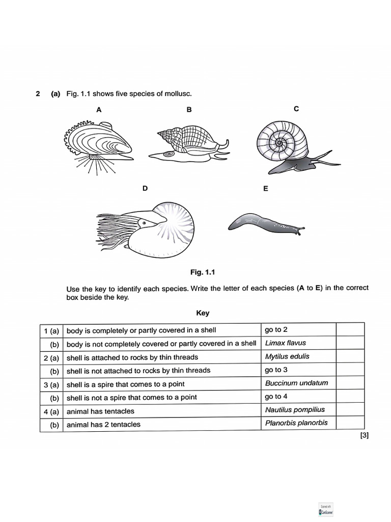 Dichotomous Key Practice Sheet | PDF