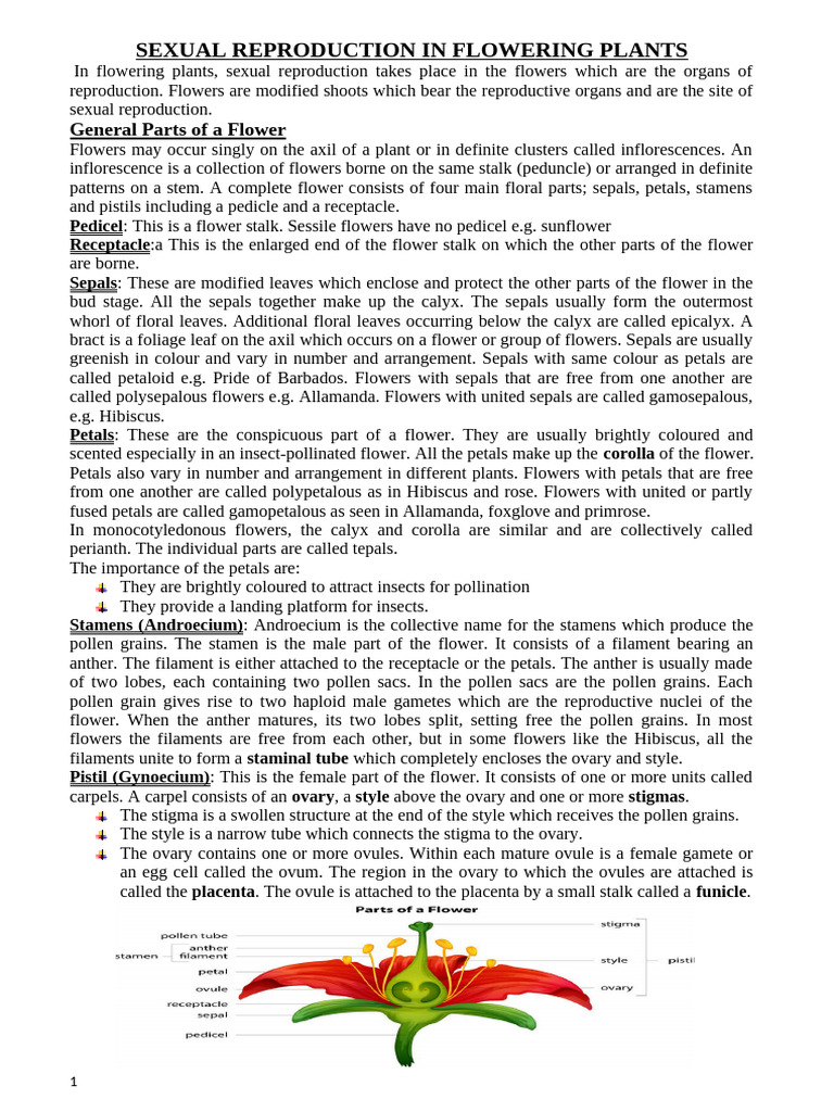 Flower Reproduction Explained | PDF | Flowers | Pollination