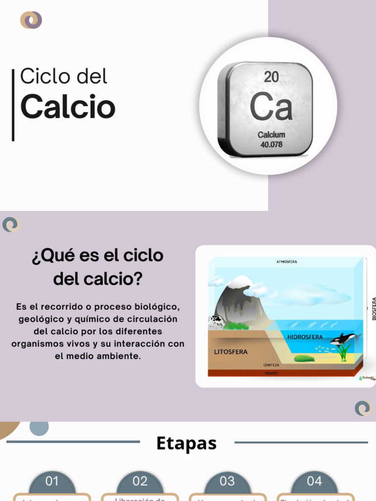 Ciclo Del Calcio | PDF | Calcio | Suelo