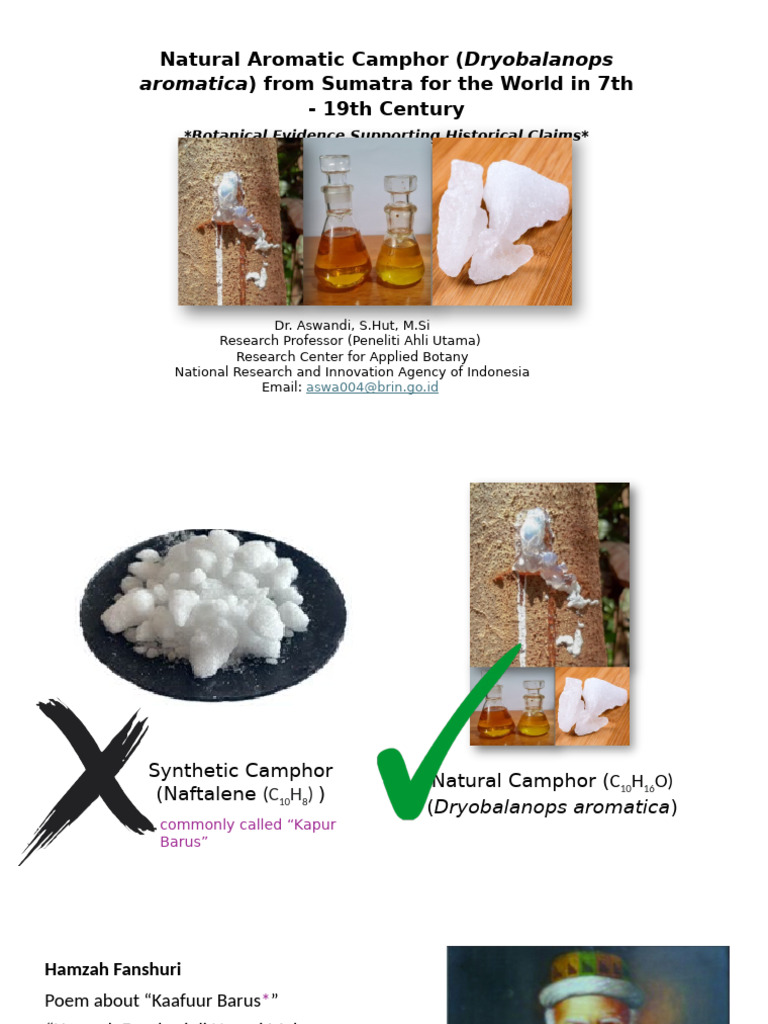 Natural Aromatic Camphor (Dryobalanops Aromatica) | PDF | Incense | Perfume