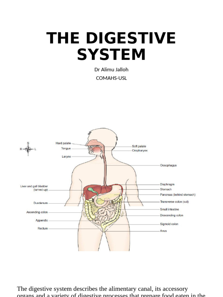The Digestive System | PDF | Peritoneum | Gastrointestinal Tract