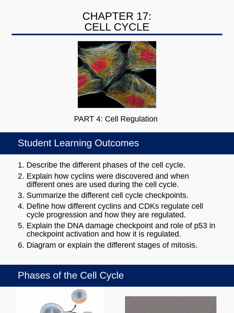 17-Cell Cycle(1) | PDF | Cell Cycle | Mitosis