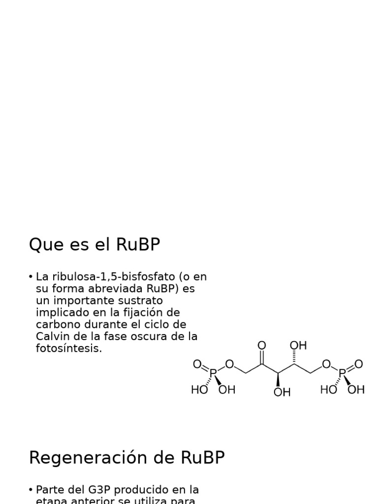 Regeneración de RuBP en Fotosíntesis | PDF