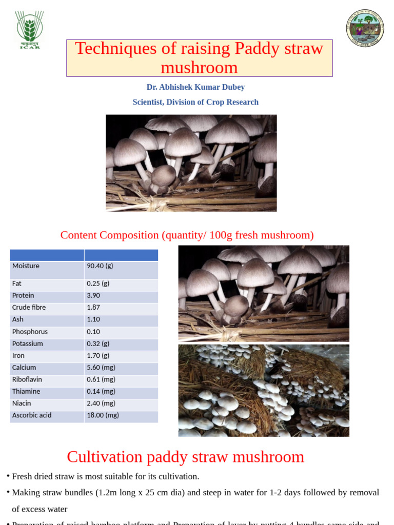 Paddy Straw Mushroom | PDF | Compost | Mushroom
