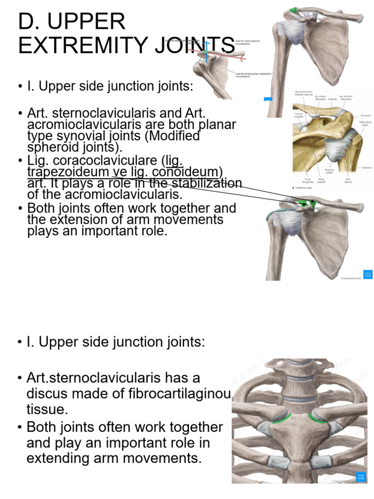 Upper and Lower Extremity Joints | PDF | Knee | Foot
