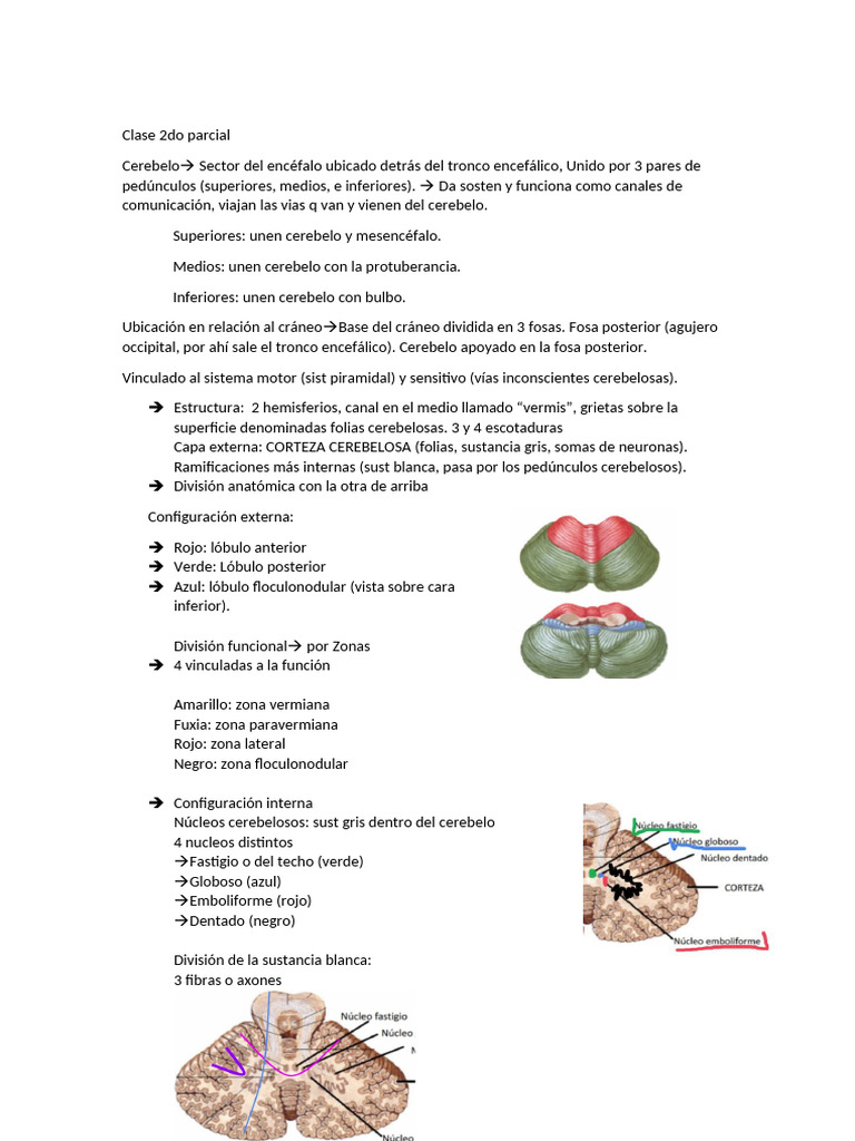 Anato y Fisio 2 | PDF | Cerebelo | Cerebro