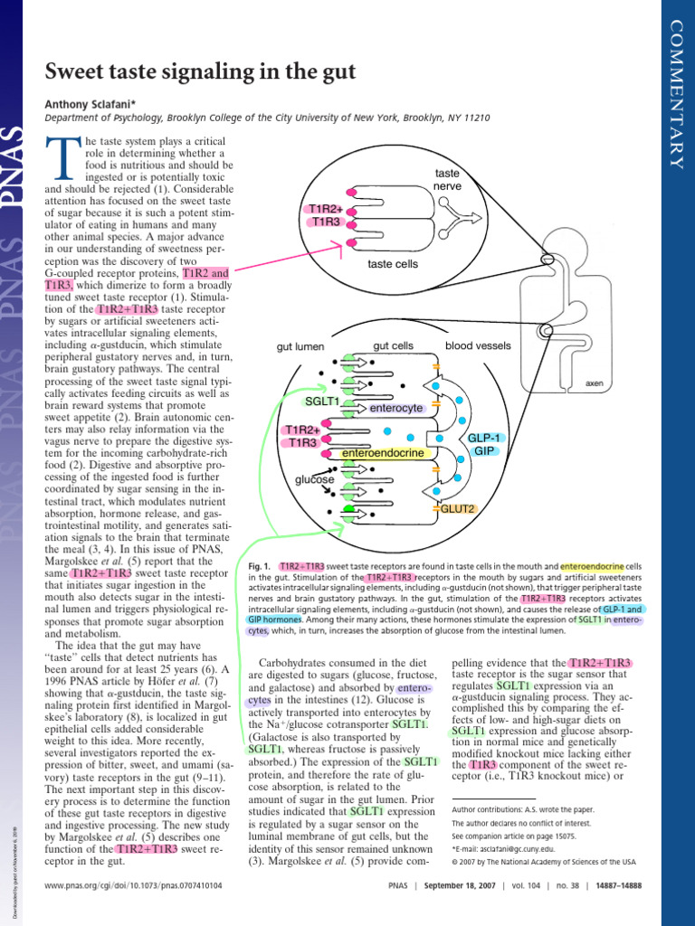 Sweet Taste Signaling in The Gut - Sclafani | PDF | Taste | Digestion