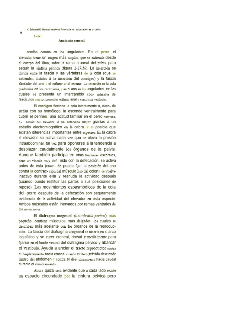 T11_CABEZA | PDF | Cráneo | Pelvis